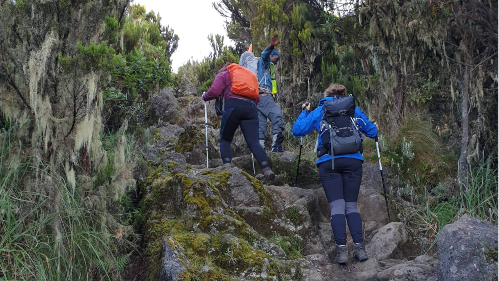 Shira Plateau day hike on Mountain Kilimanjaro - Congema Safaris