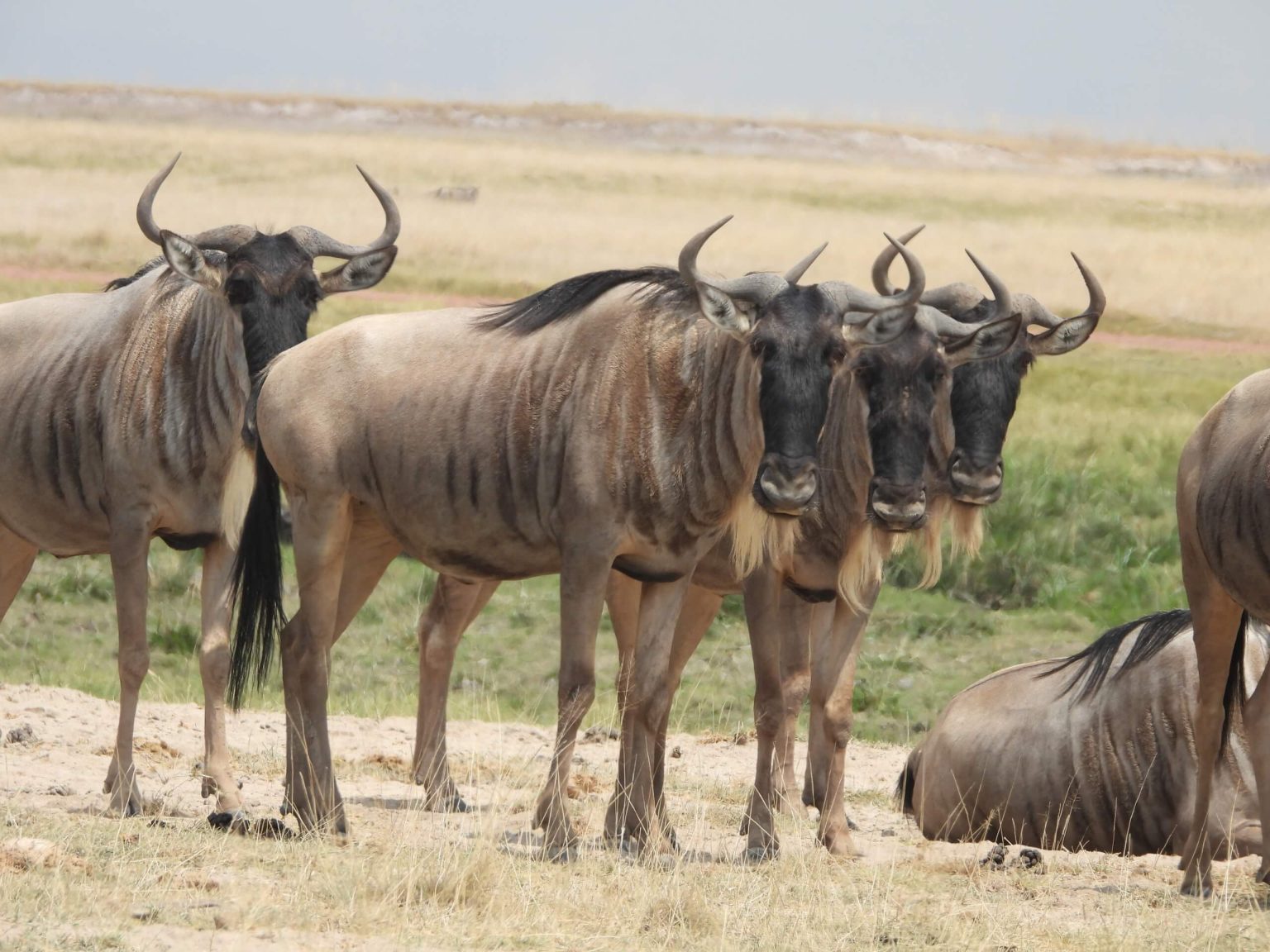 Kenya Safari Packages - Congema Safaris